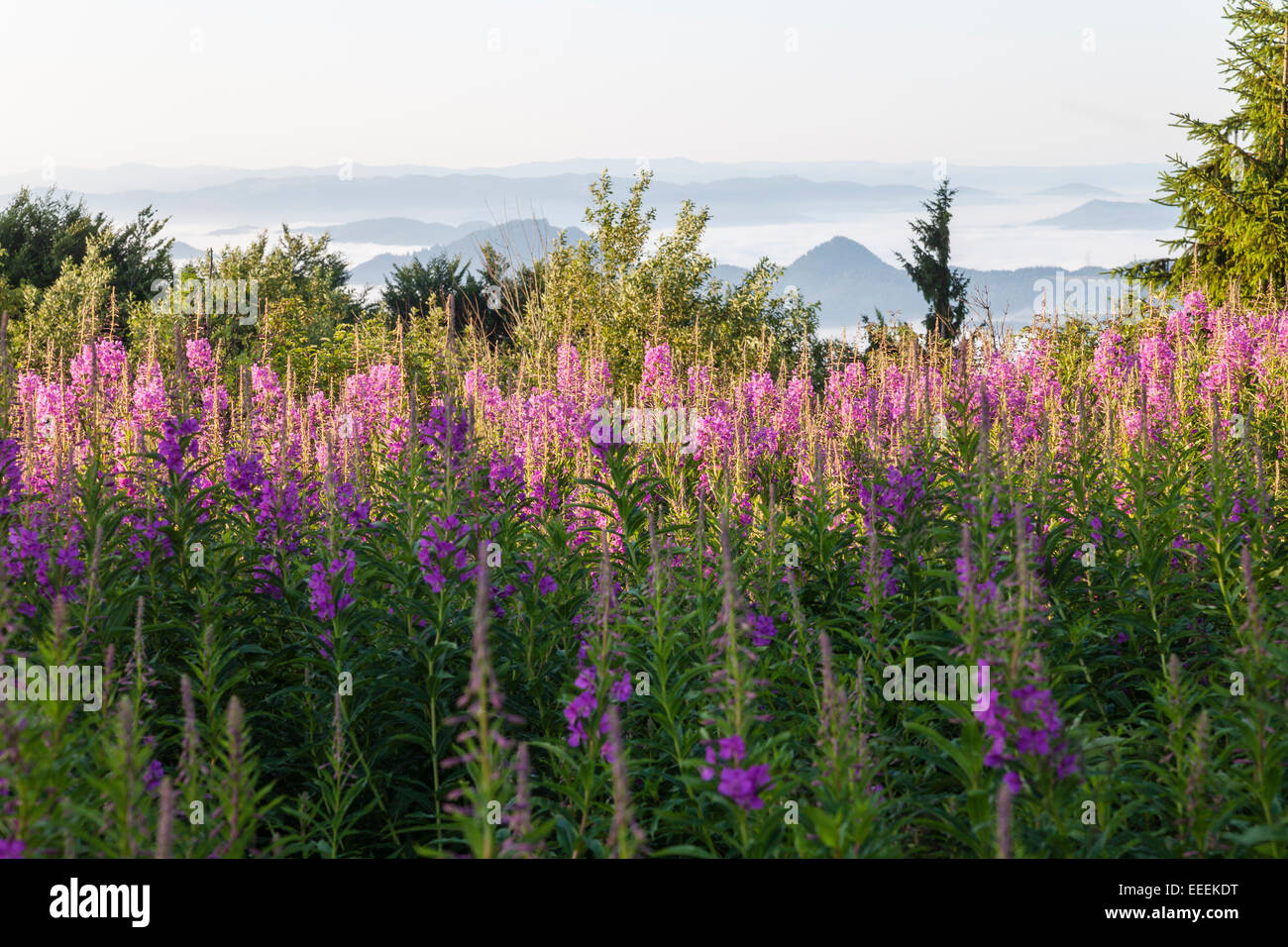 Luban tree hi-res stock photography and images - Alamy