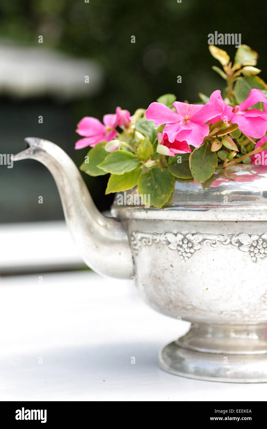 Busy Lizzy High Resolution Stock Photography and Images - Alamy