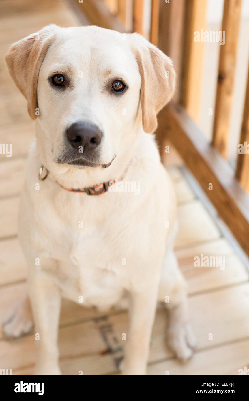 Labrador retriever yellow sitting hi-res stock photography and images ...