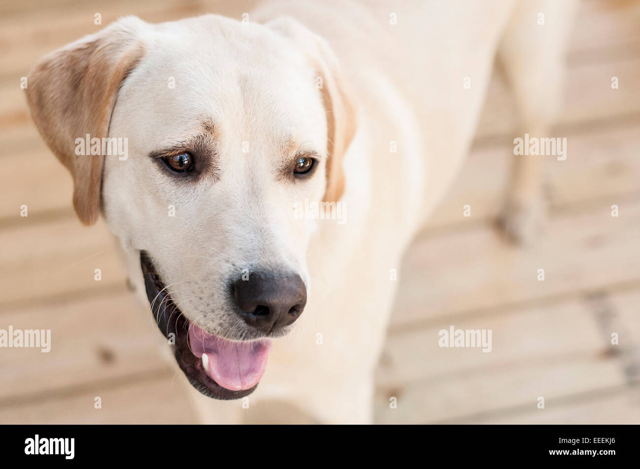 Yellow Labrador Retriever Stock Photo - Alamy