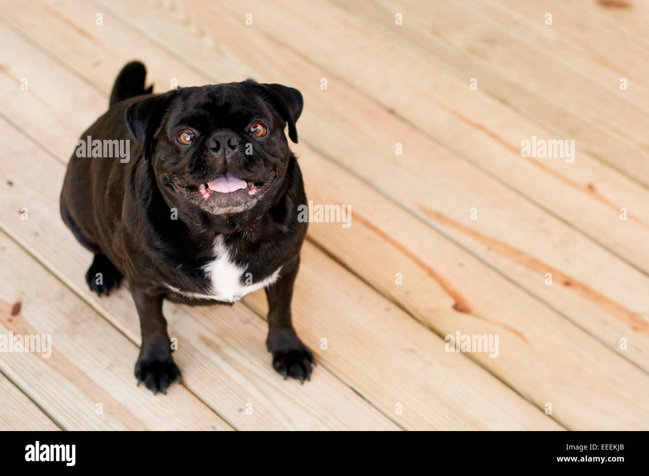 Pug sitting on deck Stock Photo - Alamy