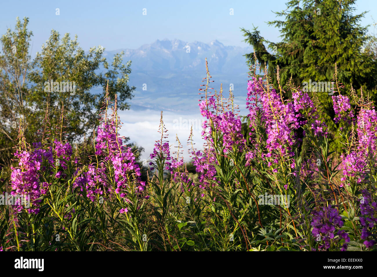 Luban tree hi-res stock photography and images - Alamy