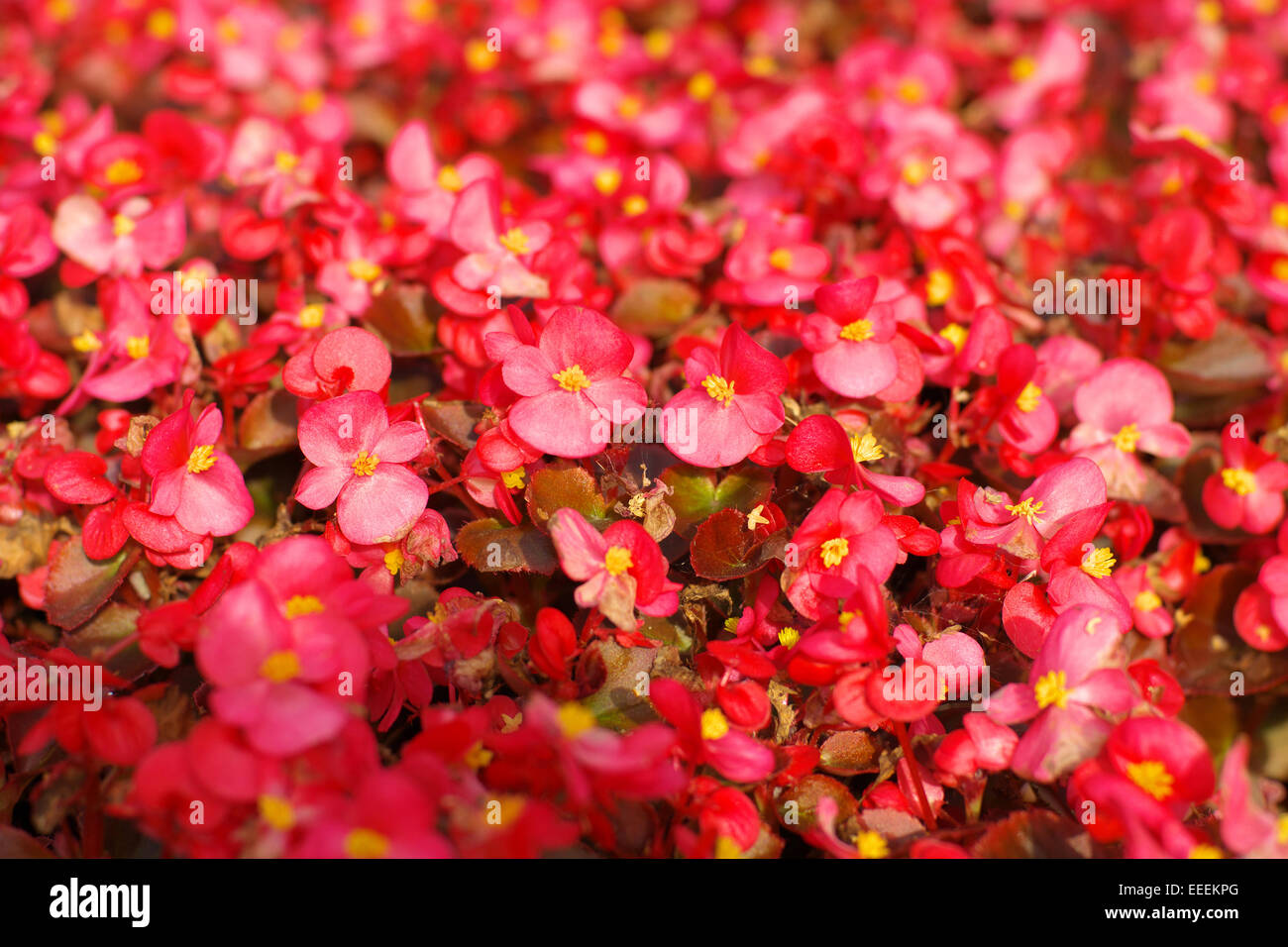 red little flowers Stock Photo - Alamy