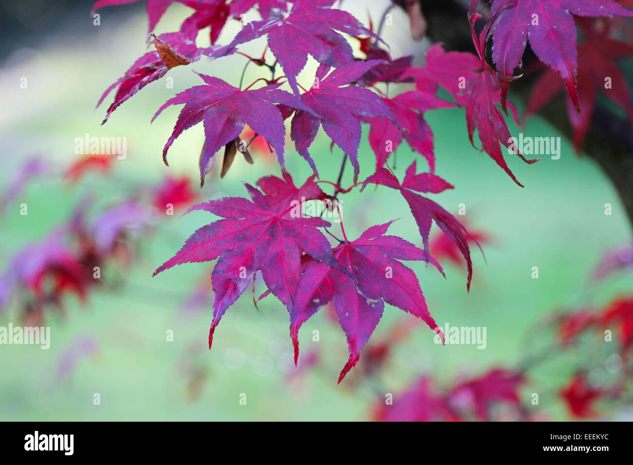 Pink leaves hi-res stock photography and images - Alamy