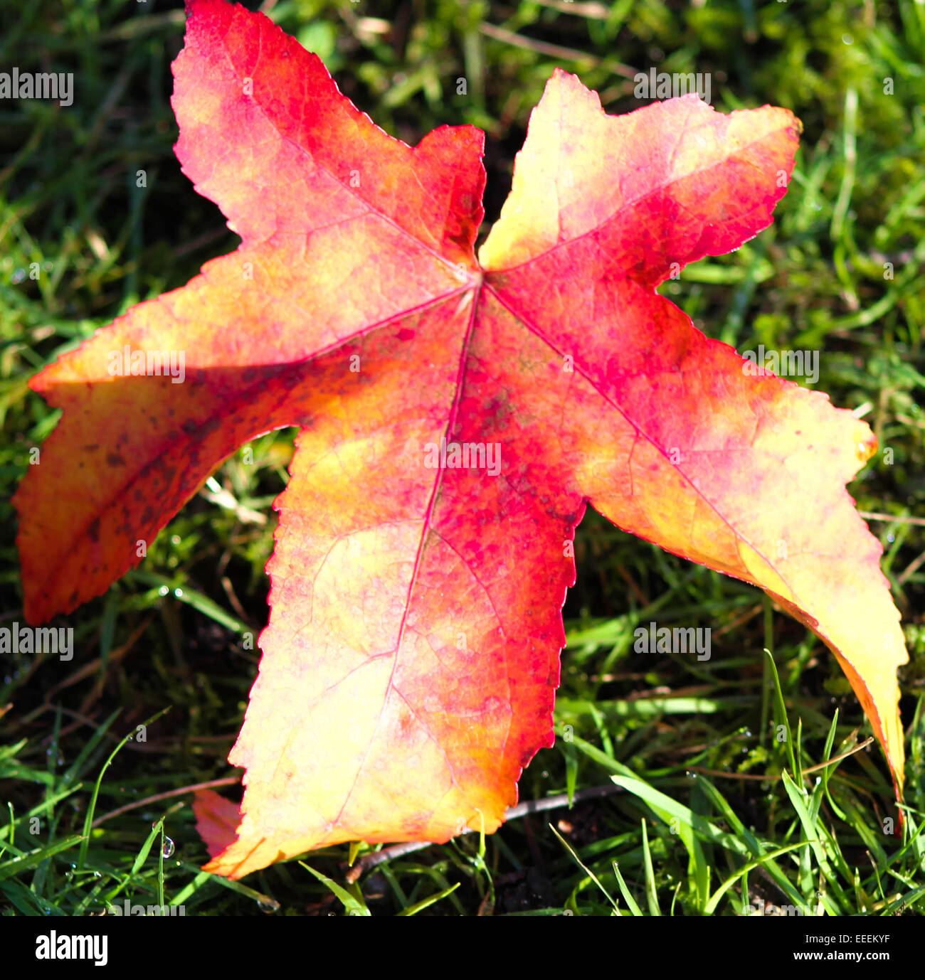 Winter Maple Leaf Stock Photo - Alamy