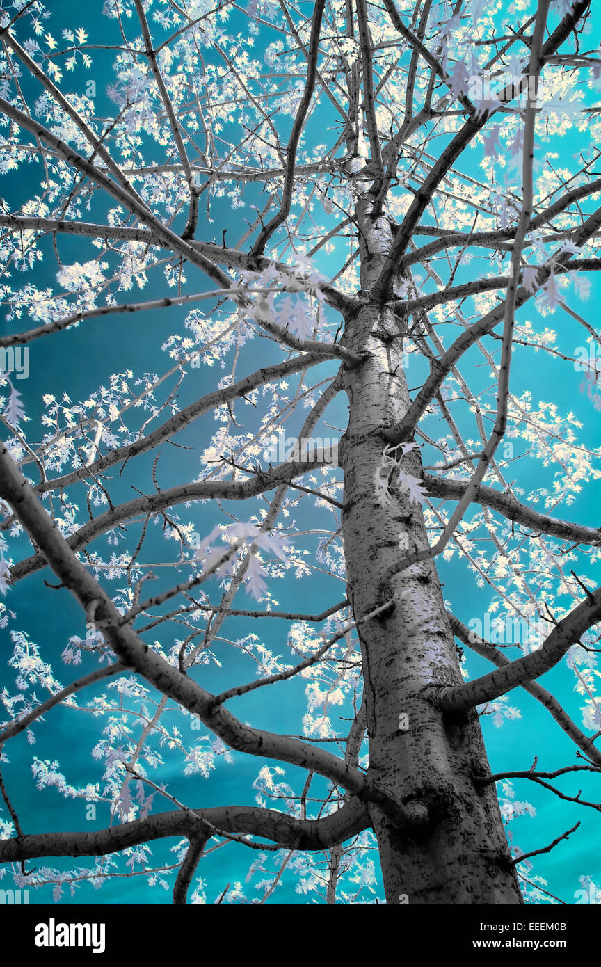 Tree close up shot with an infrared filter Stock Photo - Alamy