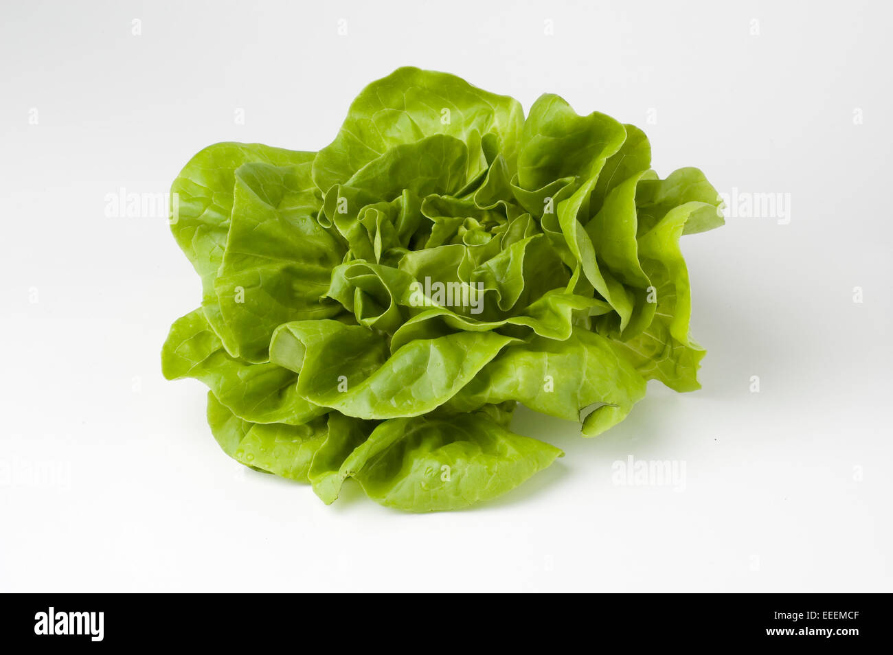 Green boston lettuce on a white background Stock Photo - Alamy