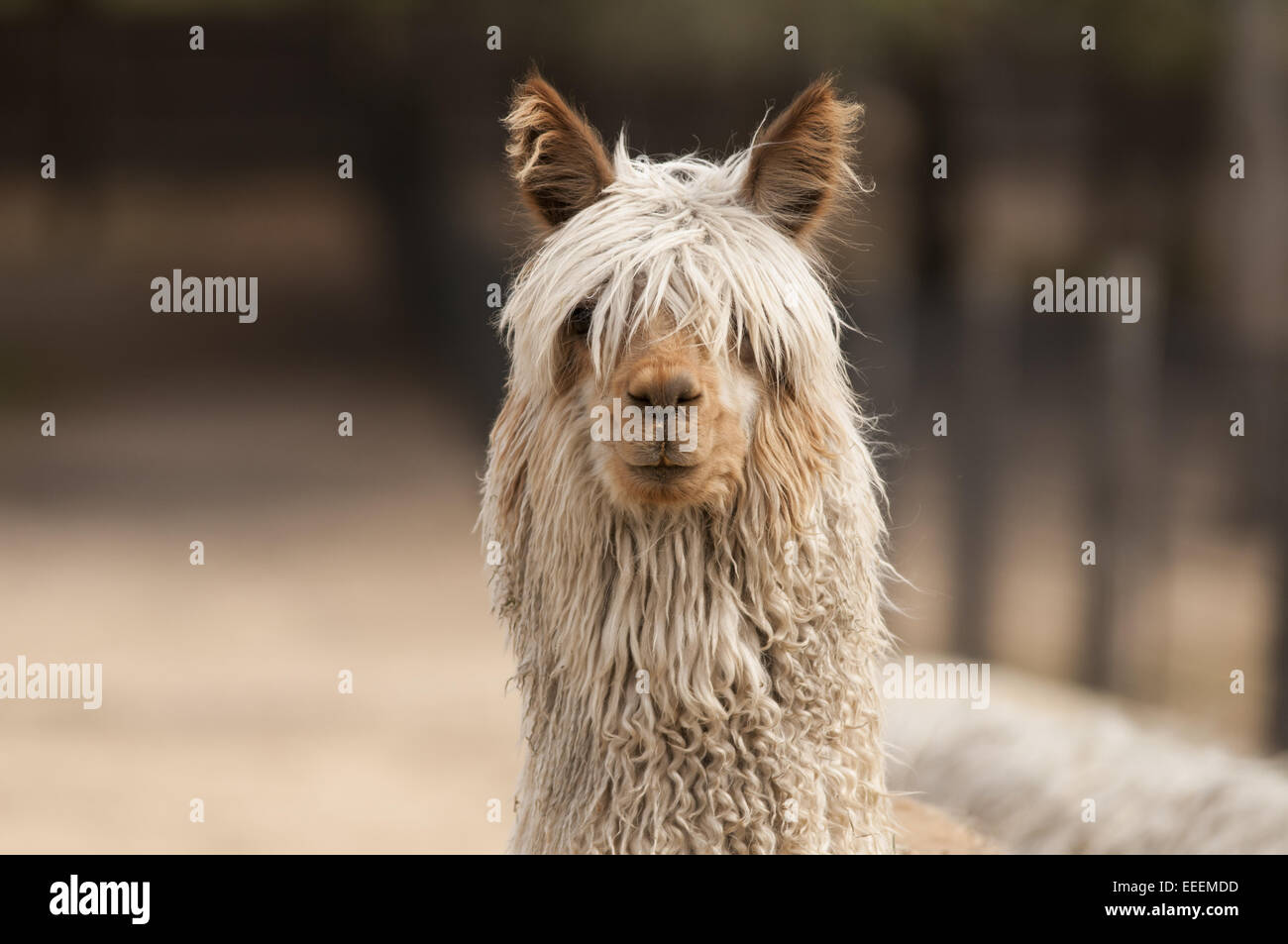 Off white Alpaca looking at the camera. Image is from the neck up Stock ...