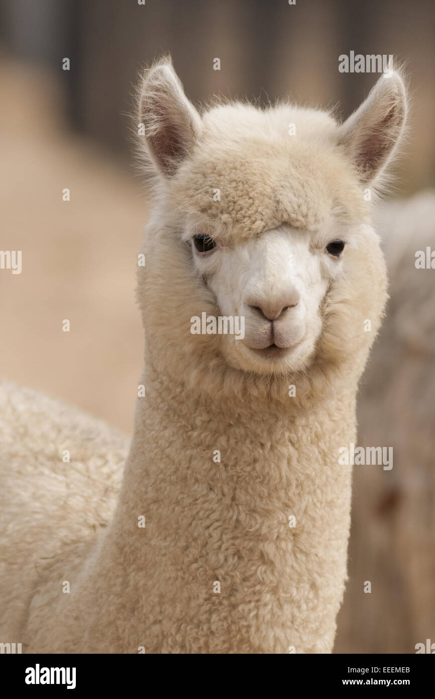Off white Alpaca looking at the camera. Image is from the neck up Stock ...