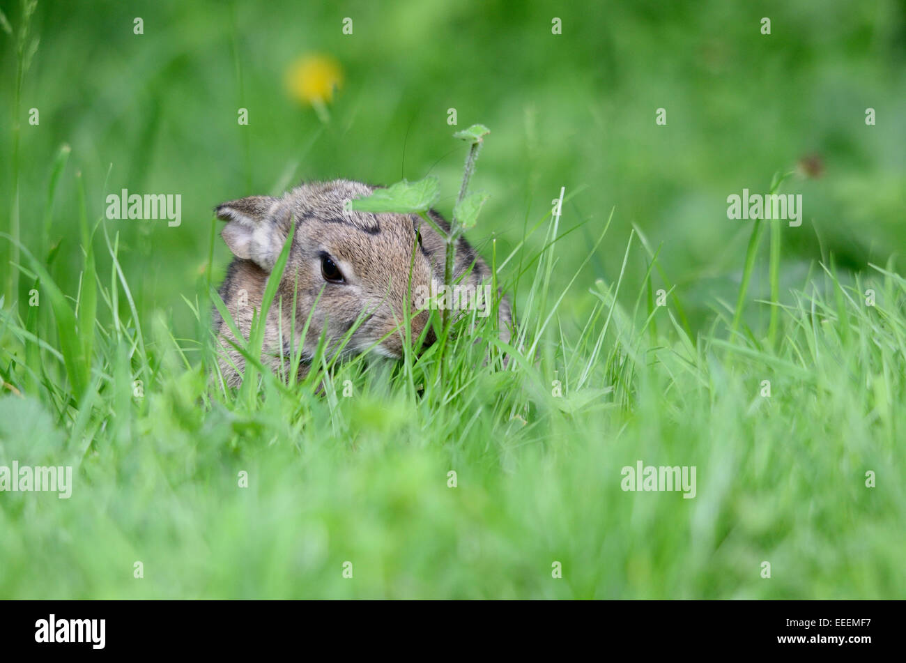 Grazing rabbit hi-res stock photography and images - Alamy