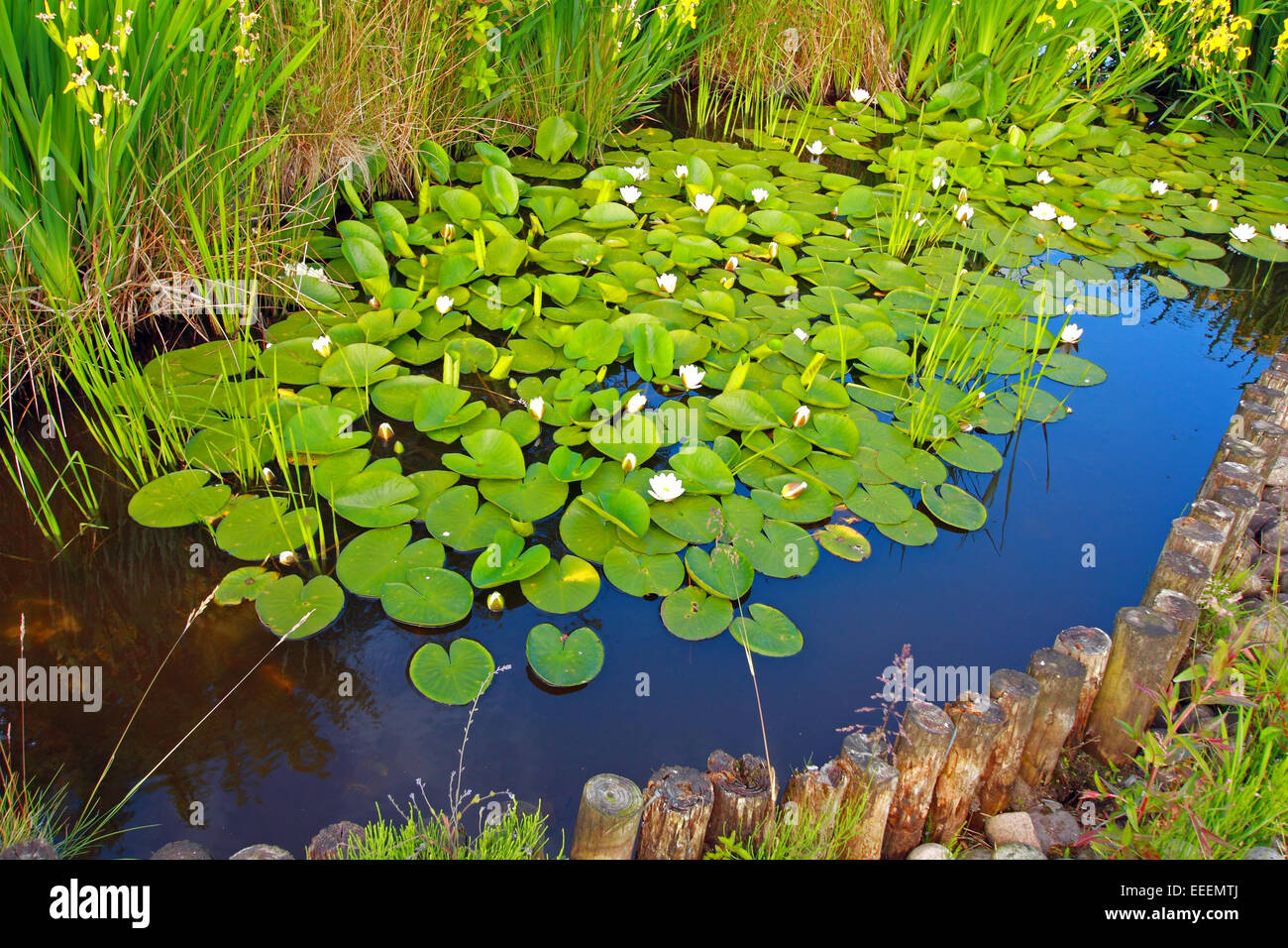 Lilies by water hi-res stock photography and images - Alamy