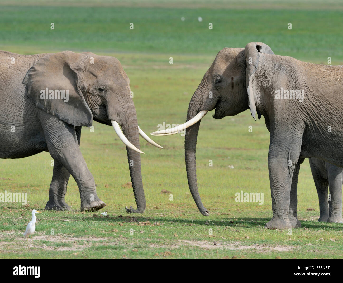 Two elephants face to face along a swamp at Amboseli, Amboseli National ...
