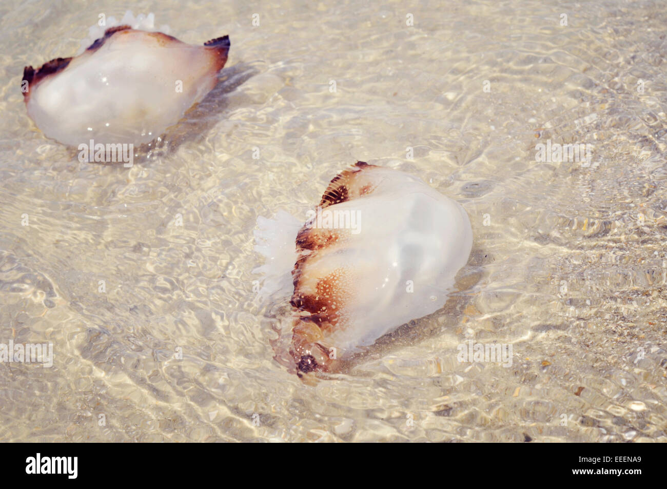 Jellyfish in shallow water Stock Photo - Alamy