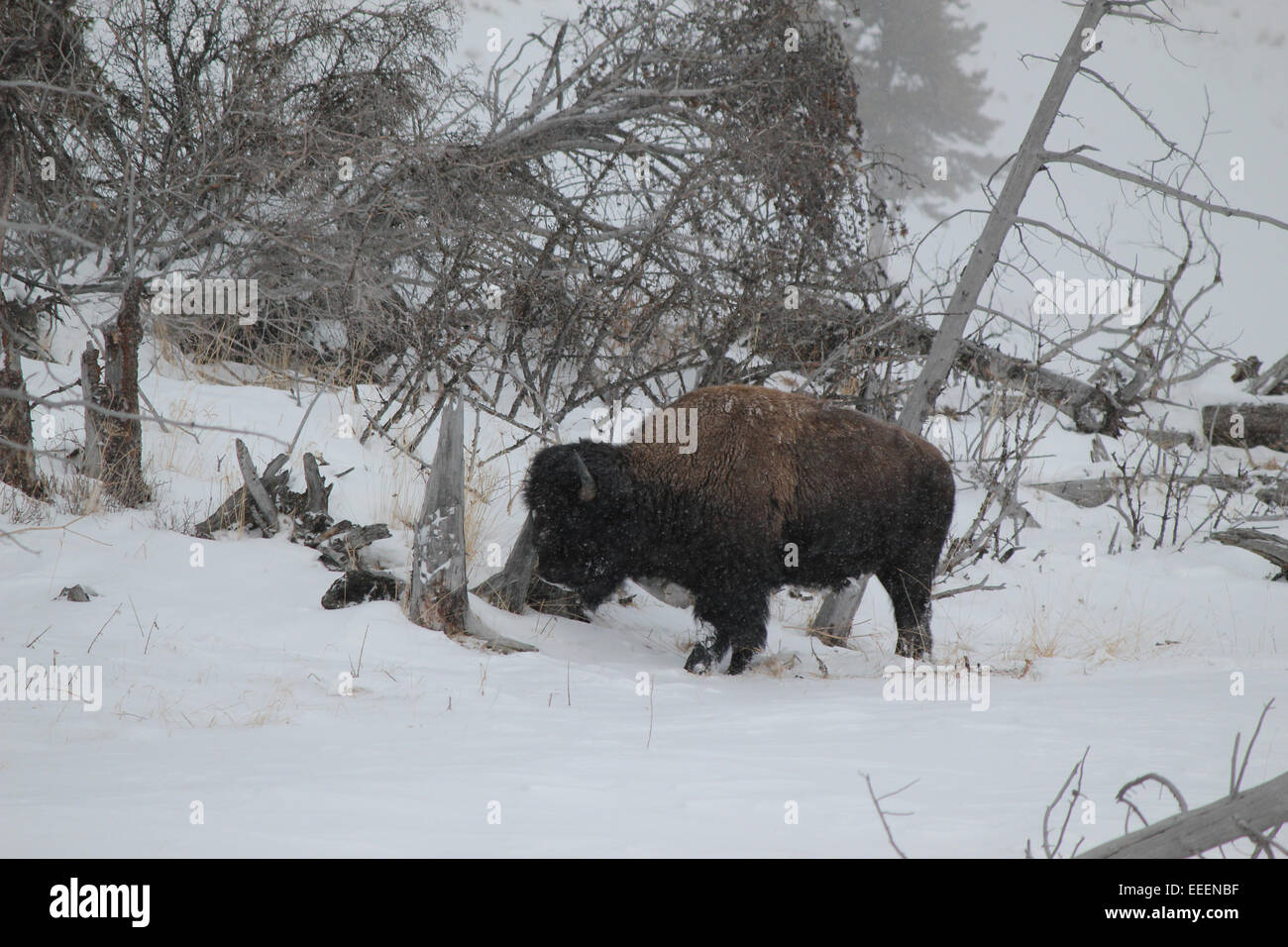 White bison bull hi-res stock photography and images - Alamy