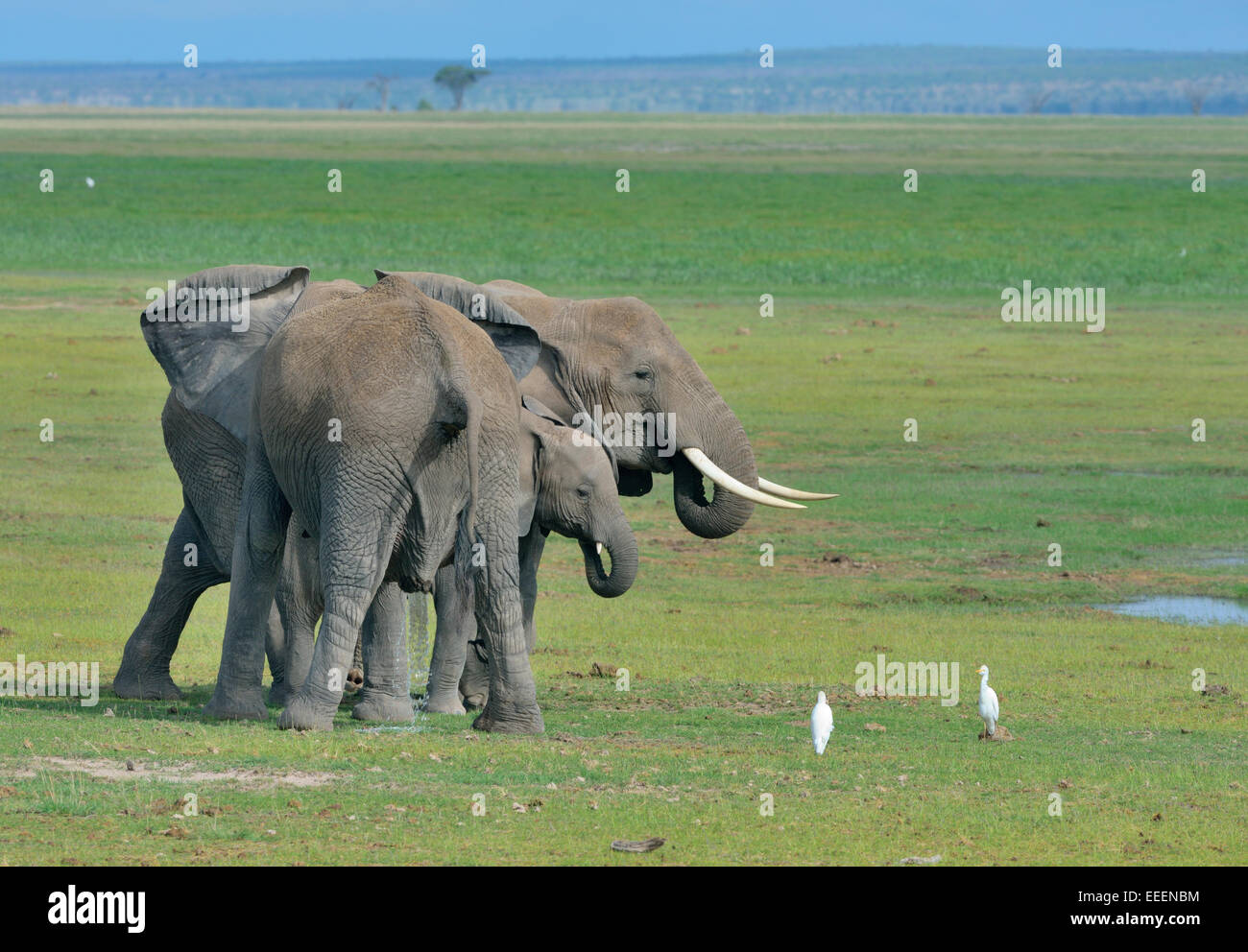 Group of elephant hi-res stock photography and images - Alamy