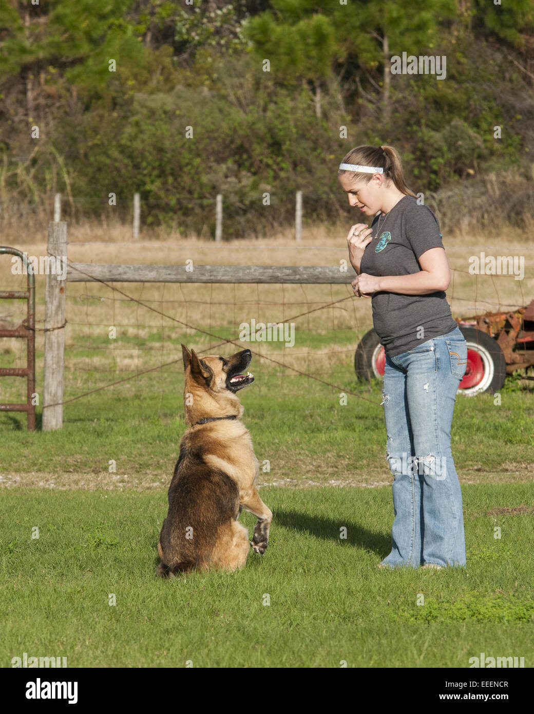 German shepherd chasing ball hi-res stock photography and images - Alamy