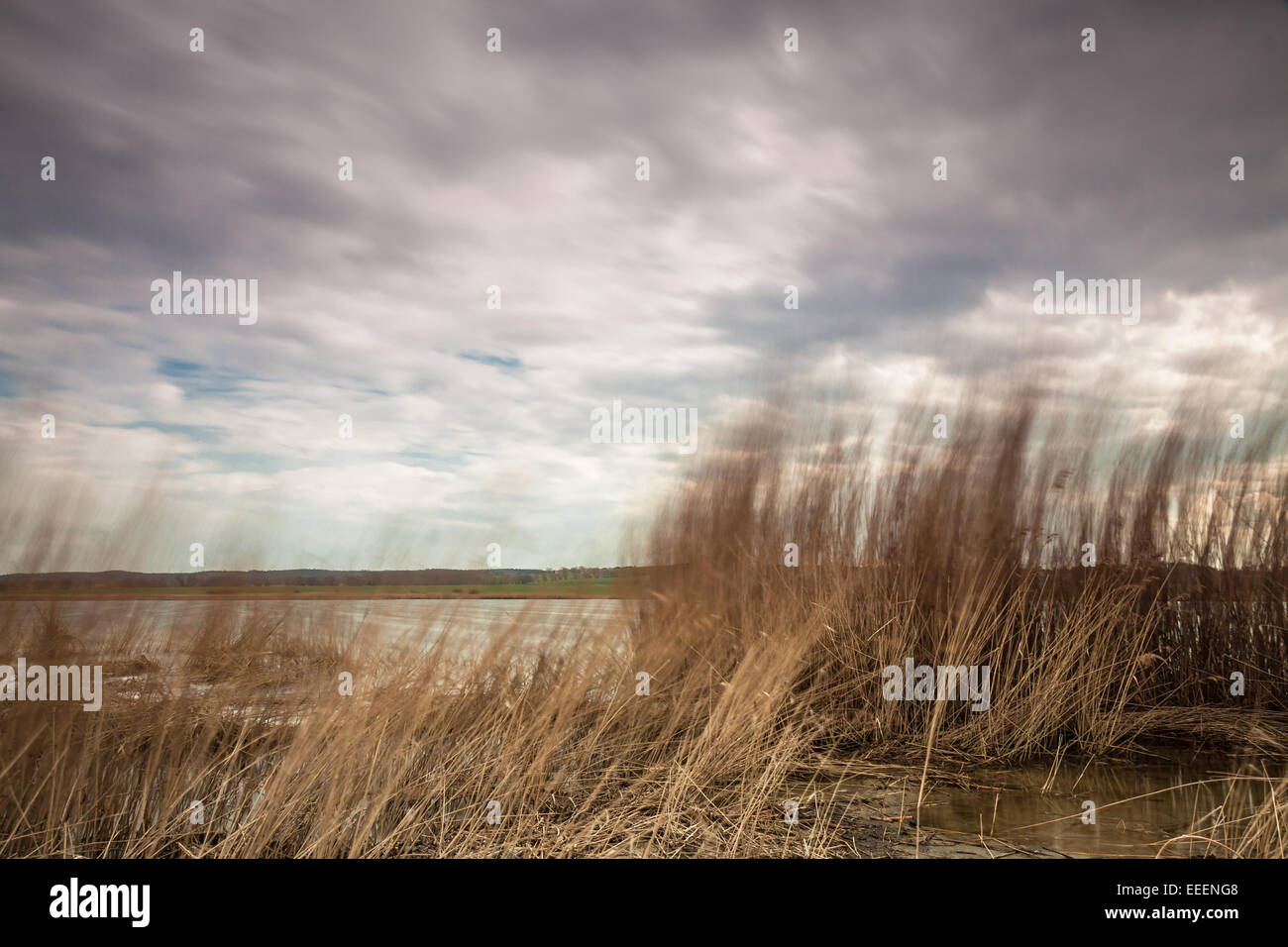 Reeds water hi-res stock photography and images - Alamy