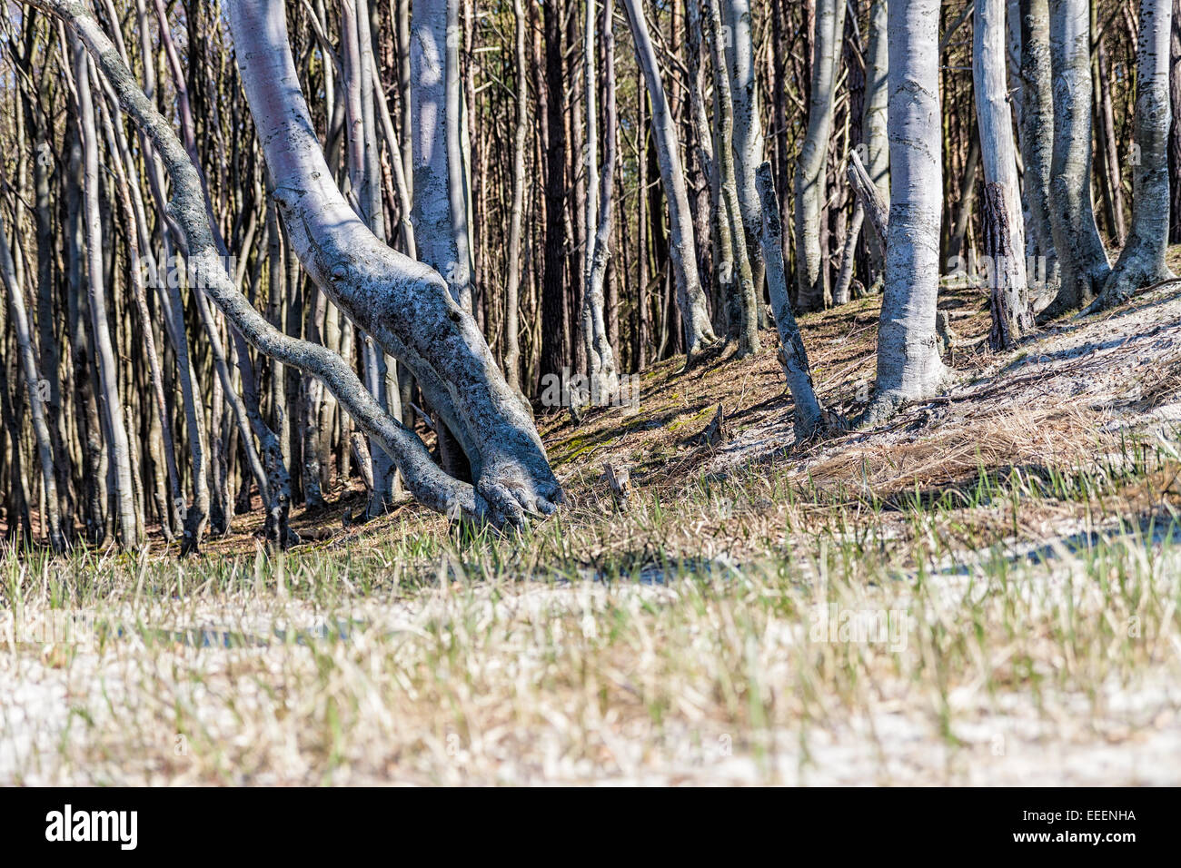 Coastal forest on the western beach hi-res stock photography and images ...