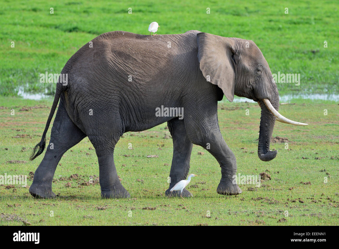 African elephant feeding in a swamp at Amboseli, Amboseli National Park ...