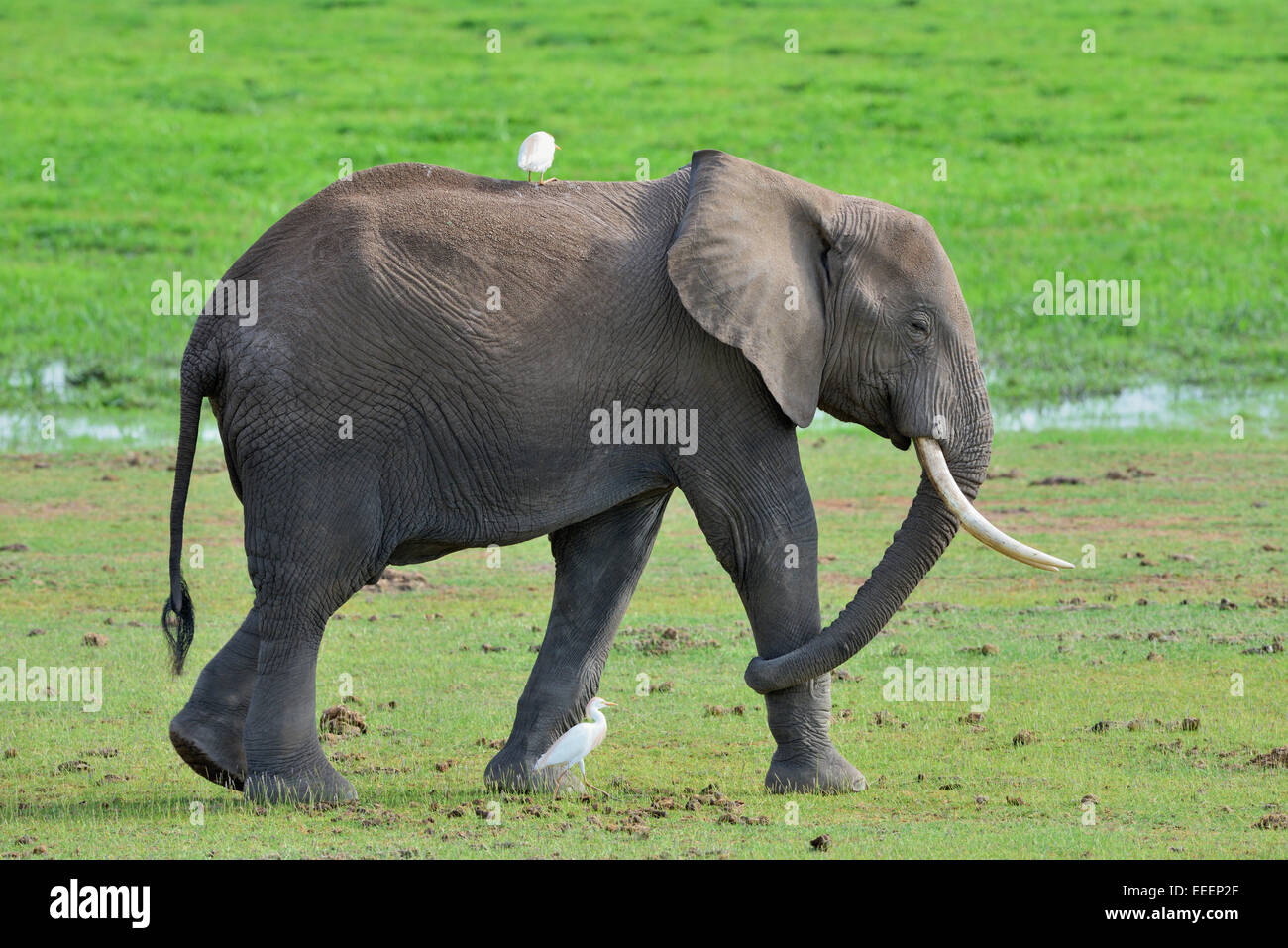 African elephant feeding in a swamp at Amboseli, Amboseli National Park ...