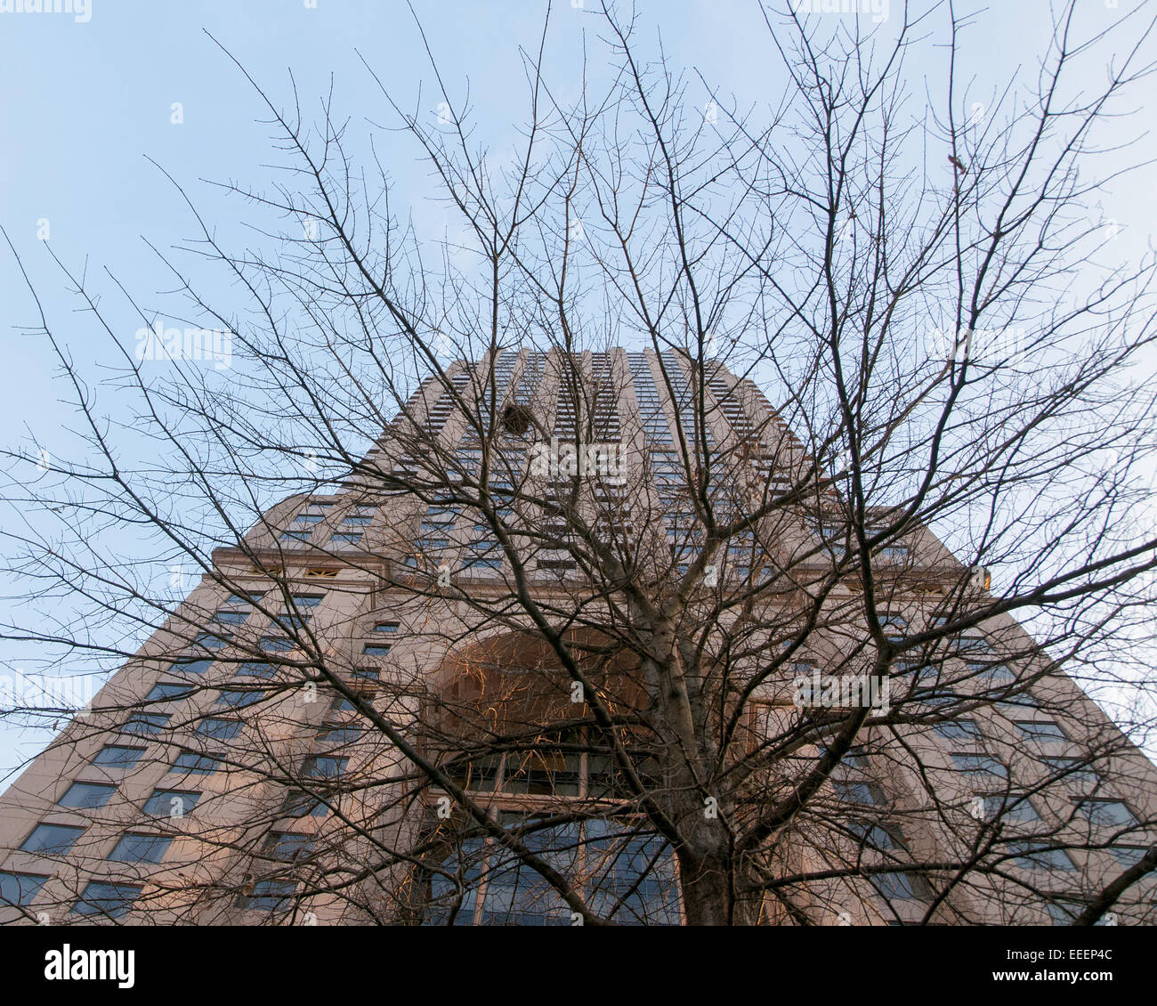Tall building with a tree in the scene. Skyscraper. Could be an ...