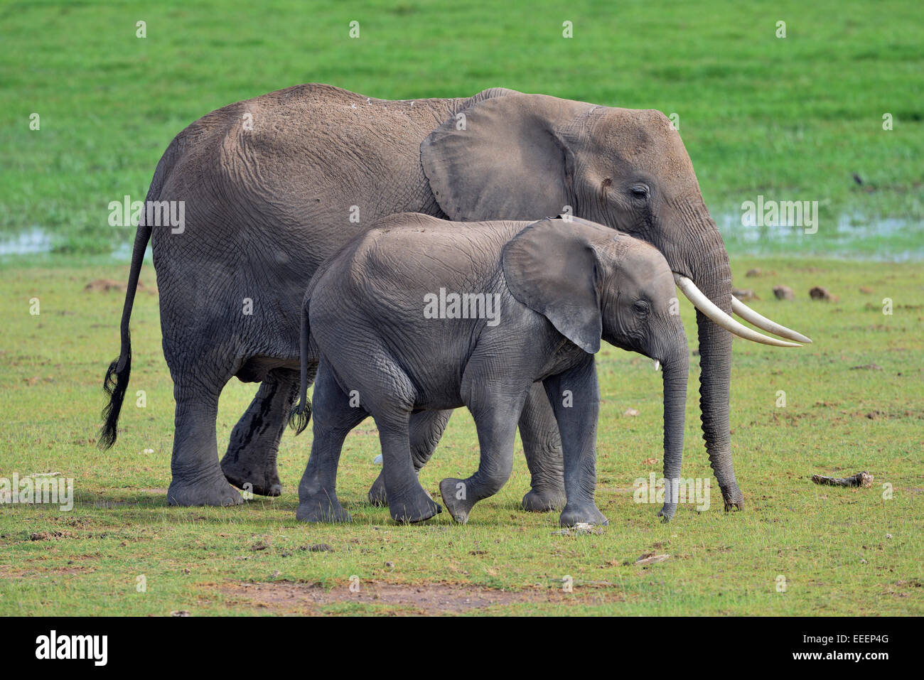 Cub of elephant hi-res stock photography and images - Alamy