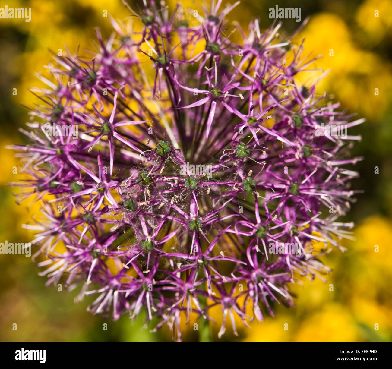 Purple flower of decorative onion on yellow background Stock Photo - Alamy