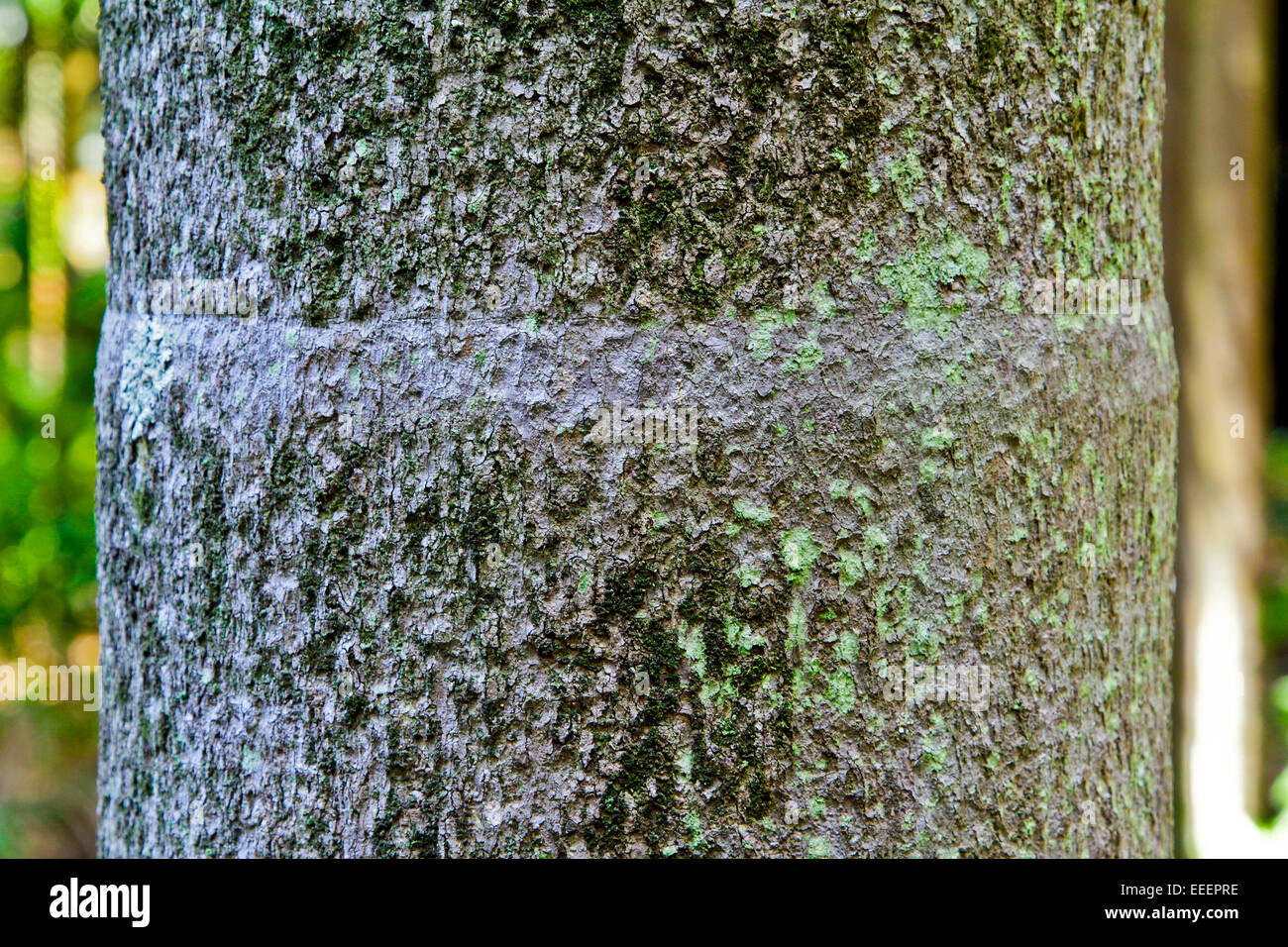 Palm tree texture hi-res stock photography and images - Alamy