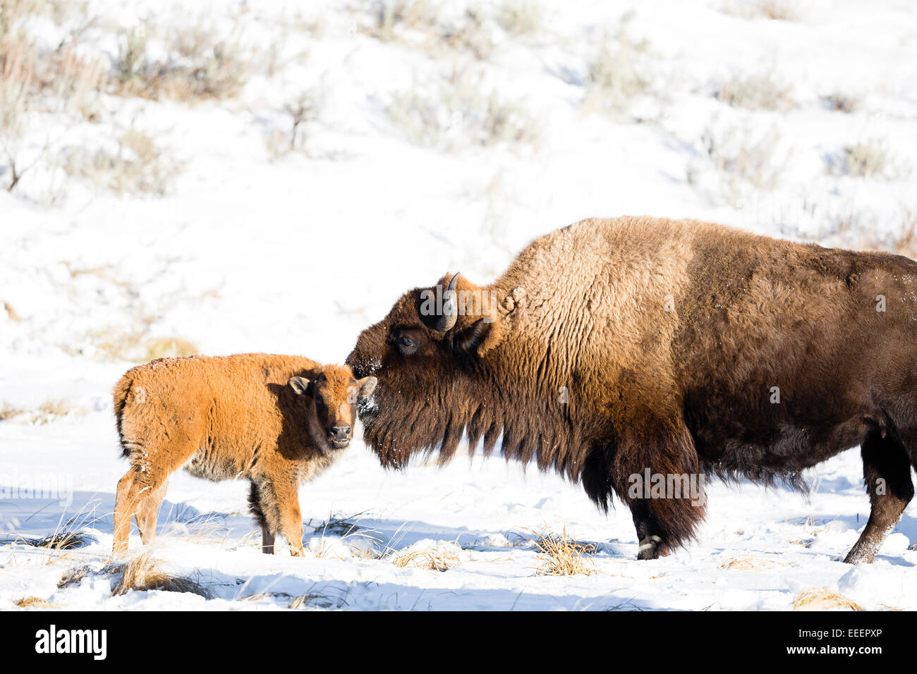 Female Bison High Resolution Stock Photography and Images - Alamy