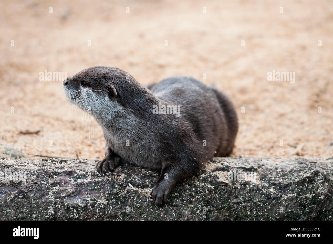 Otter in Captivity Stock Photo - Alamy