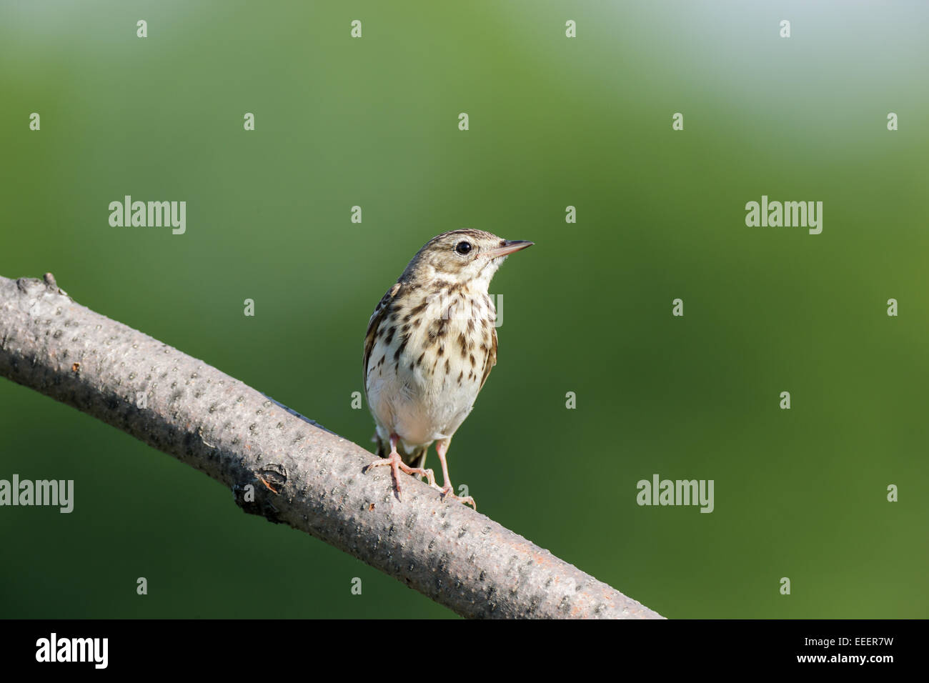 Tree pipit bird hi-res stock photography and images - Alamy