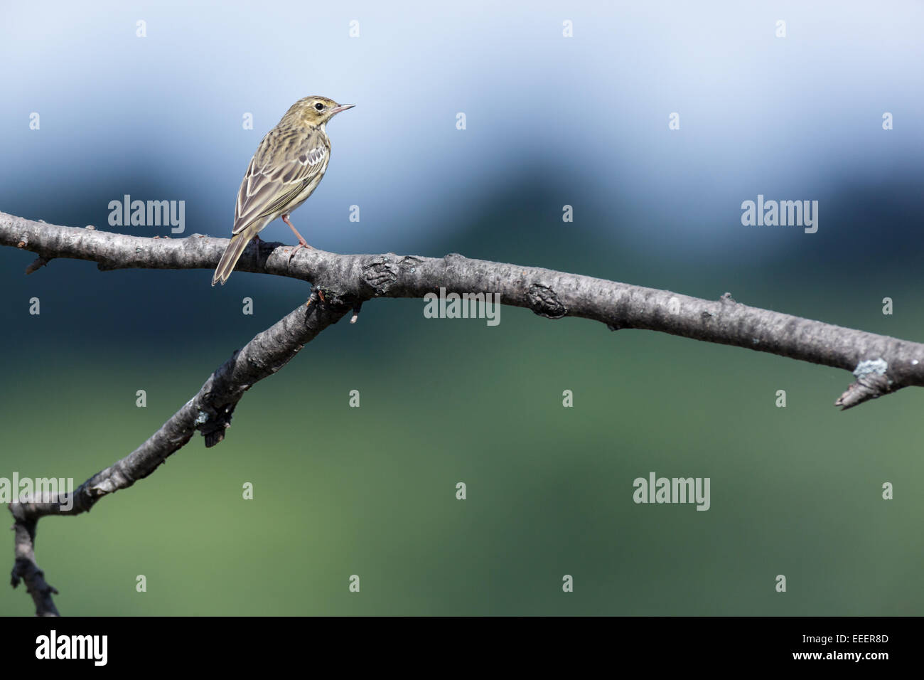 Tree pipit bird hi-res stock photography and images - Alamy