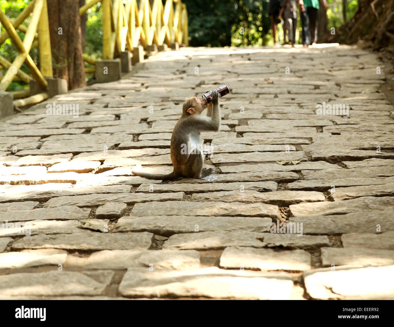 monkey drinking coke Stock Photo - Alamy