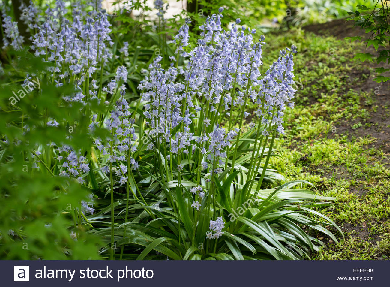 Spanish Bluebell Bulbs Stock Photos & Spanish Bluebell Bulbs Stock ...