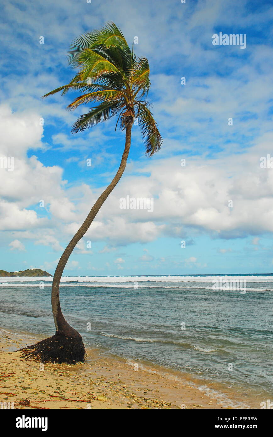 Curved palm hi-res stock photography and images - Alamy