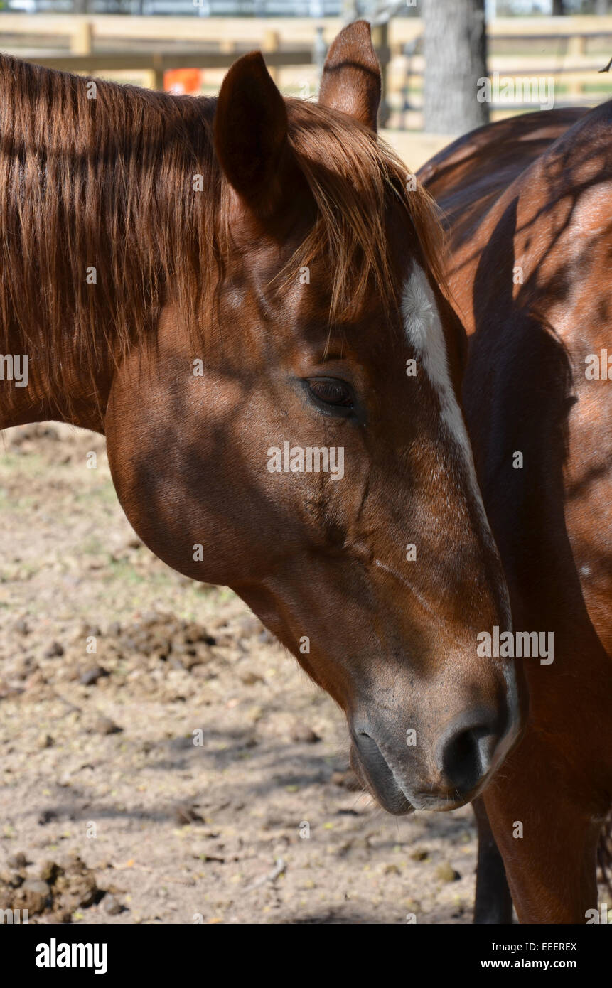 Chestnut horse in profile Stock Photo - Alamy