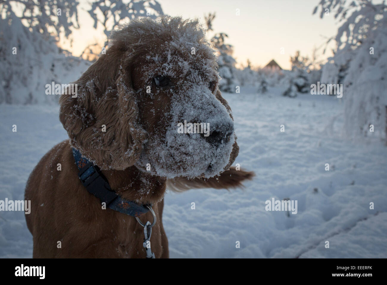 Cocker spaniel in the snow hi-res stock photography and images - Alamy