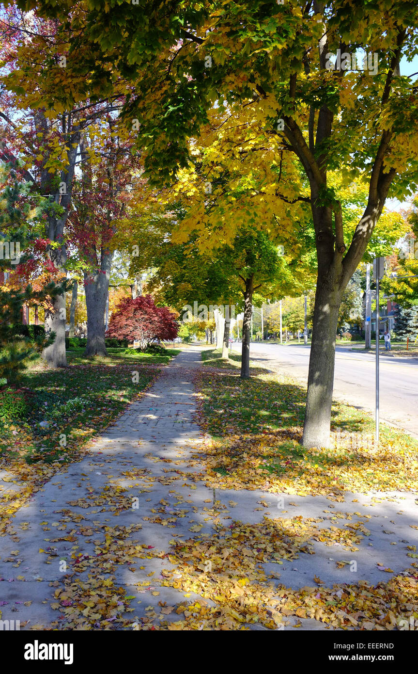 A sidewalk covered in fallen autumnal leaves Stock Photo - Alamy