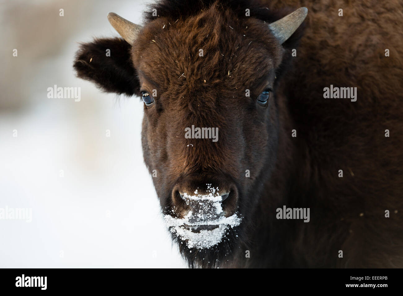 YELLOWSTONE, USA American bison (bison bison) in snow Stock Photo - Alamy