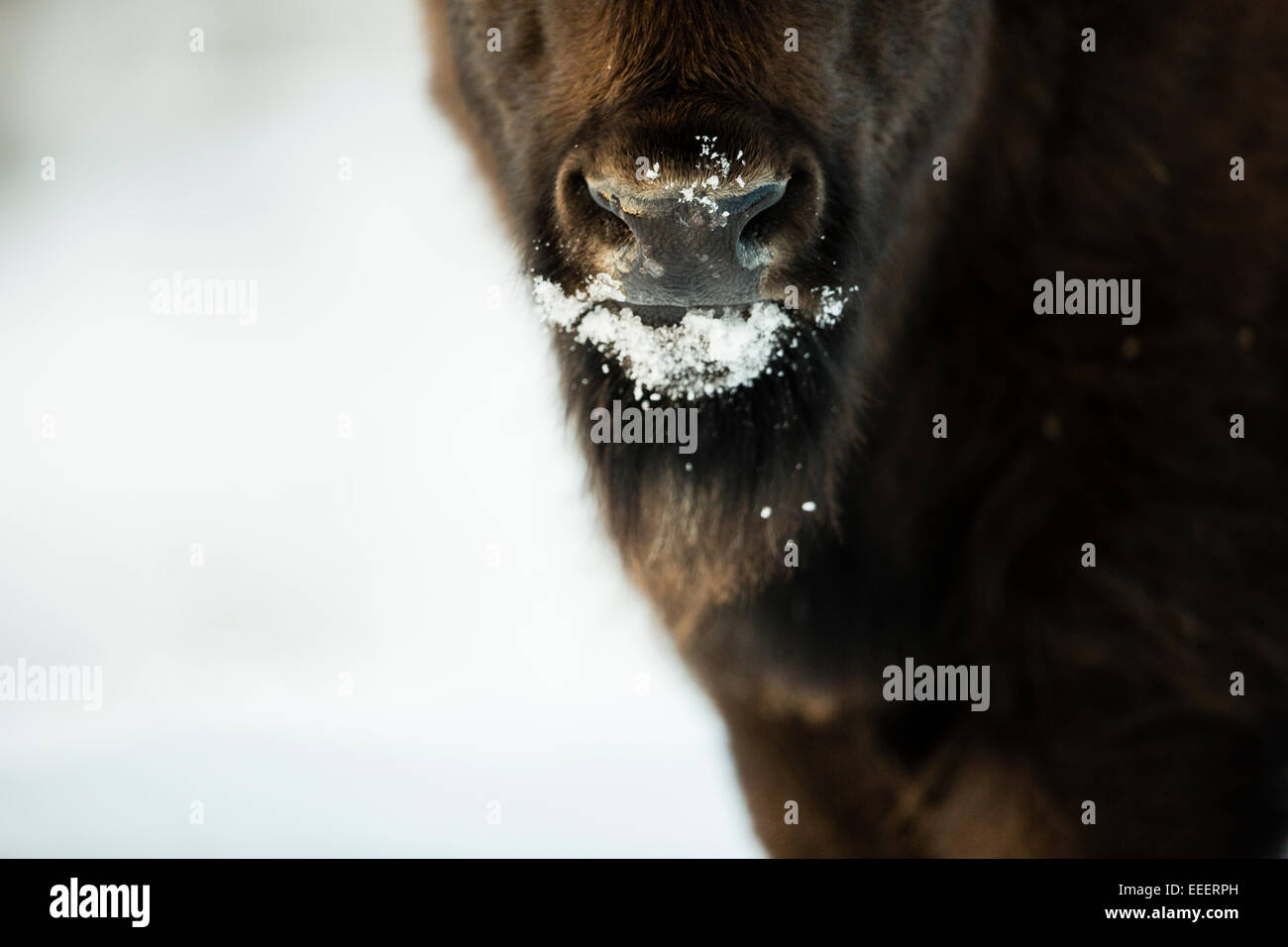 YELLOWSTONE, USA American bison (bison bison) in snow Stock Photo - Alamy