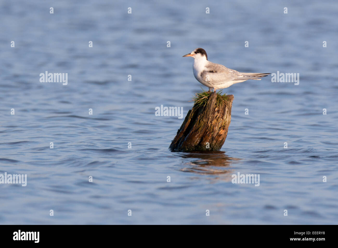 Sterna bird hi-res stock photography and images - Alamy