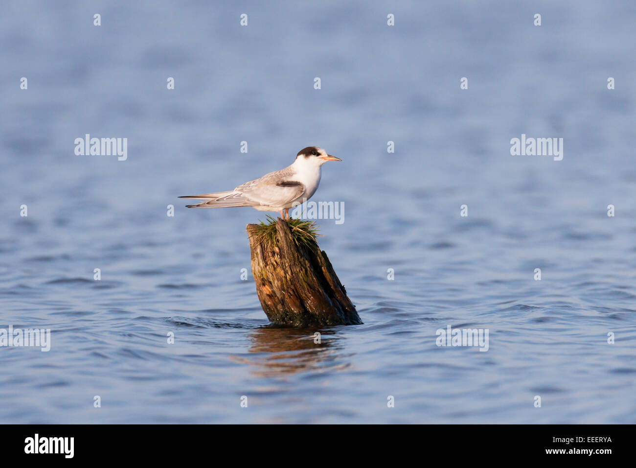 Sterna bird hi-res stock photography and images - Alamy