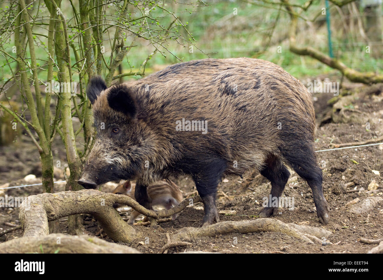 Commercial wild boar Stock Photo - Alamy