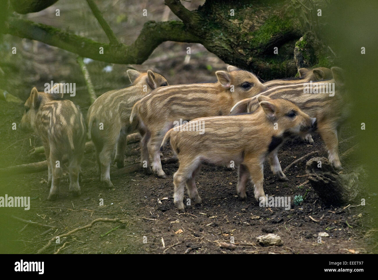 Eat boar meat hi-res stock photography and images - Alamy