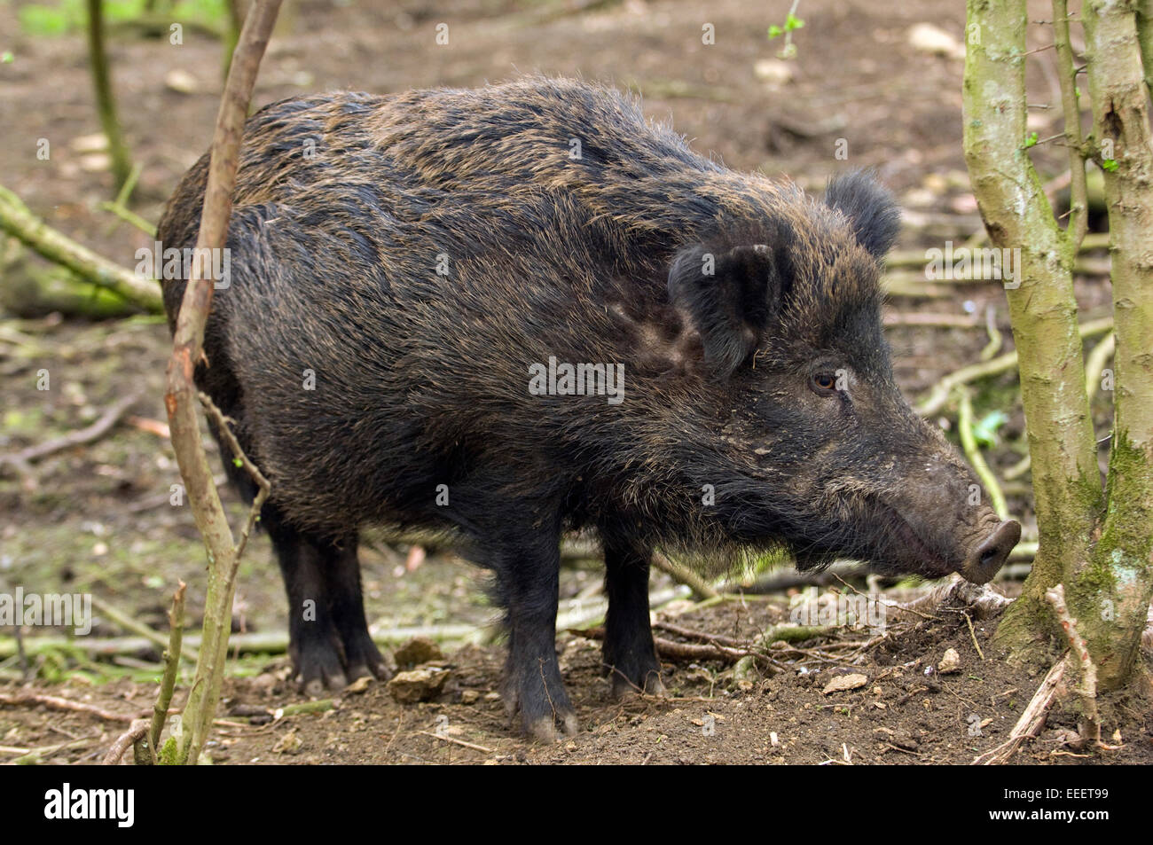 Commercial wild boar Stock Photo - Alamy