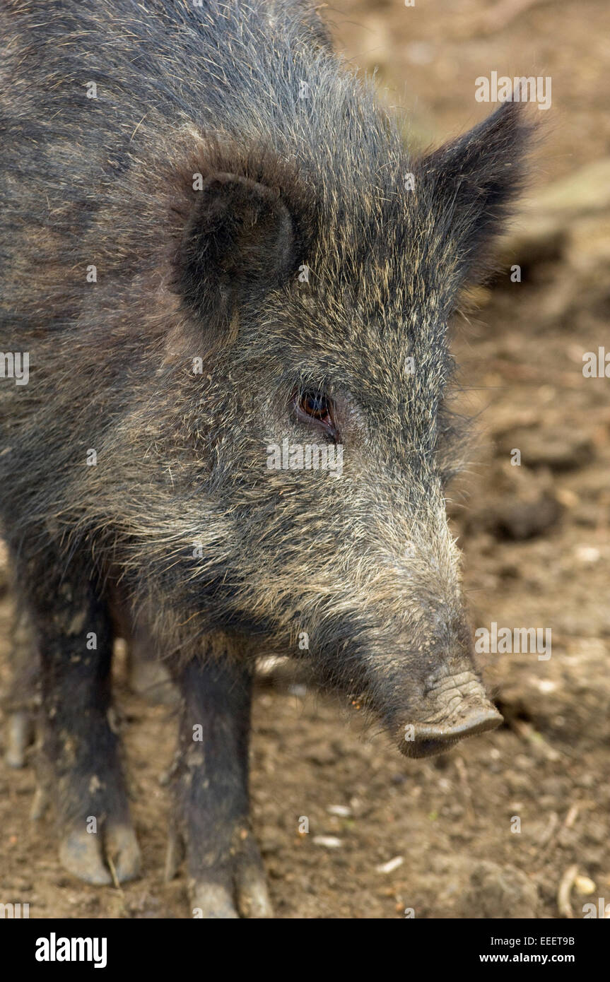 Eat boar meat hi-res stock photography and images - Alamy