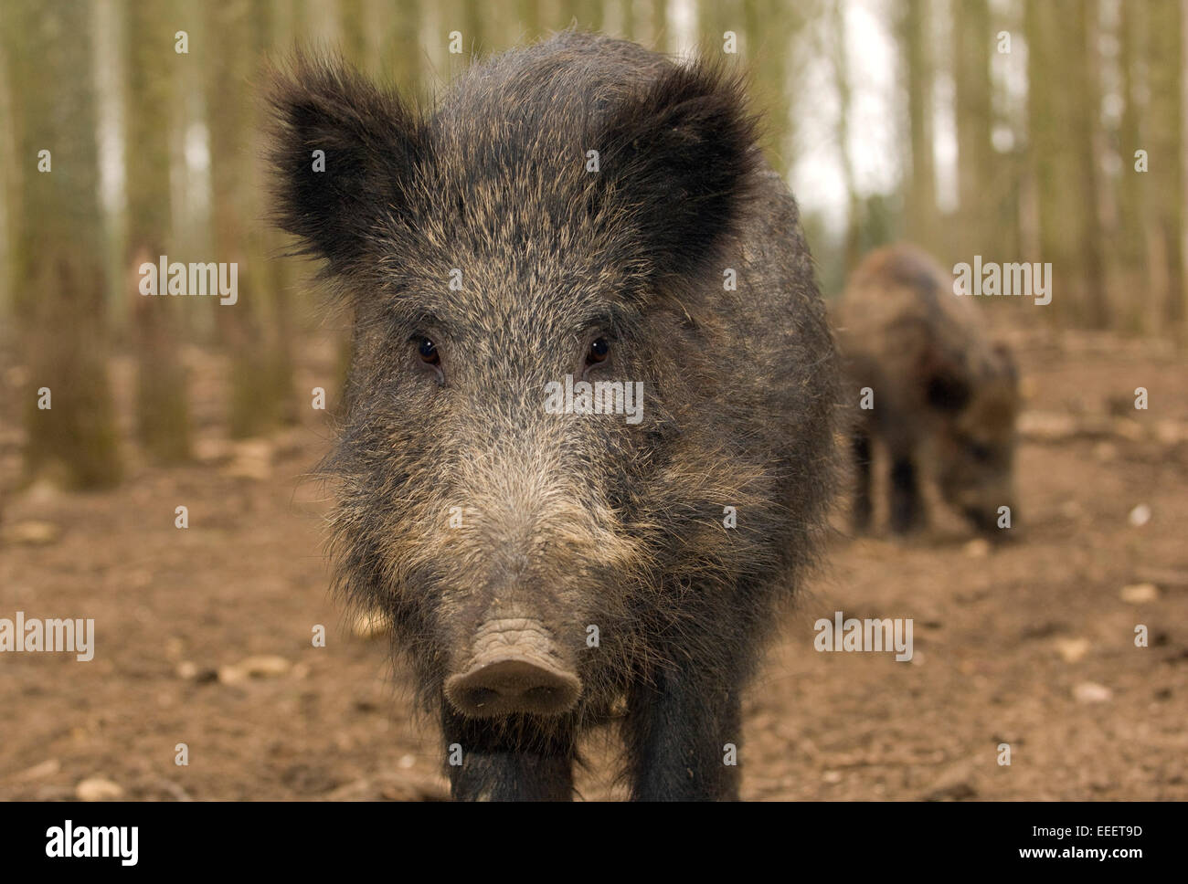 Commercial wild boar Stock Photo - Alamy