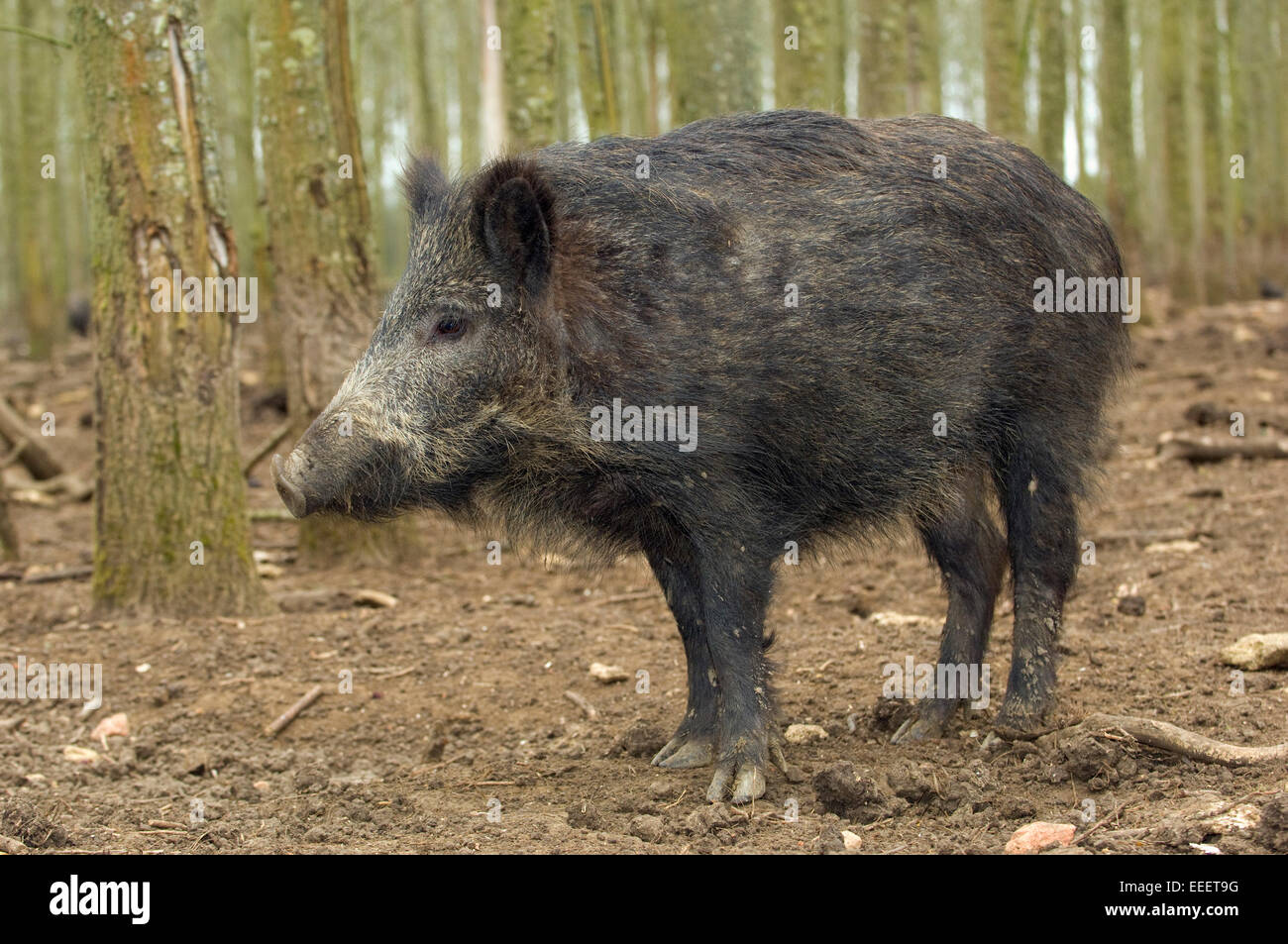 Commercial wild boar Stock Photo - Alamy