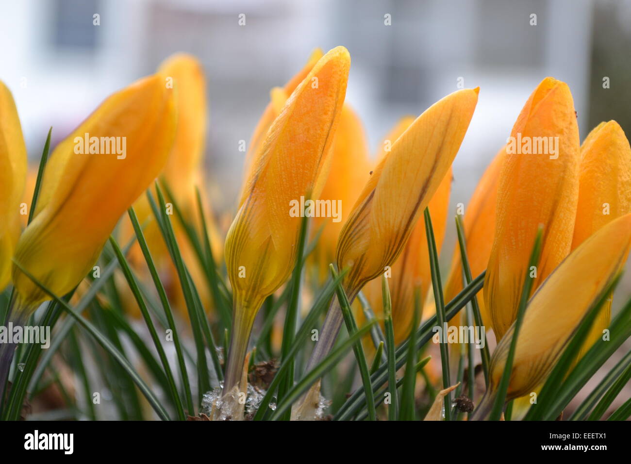 Ready for Spring Stock Photo - Alamy