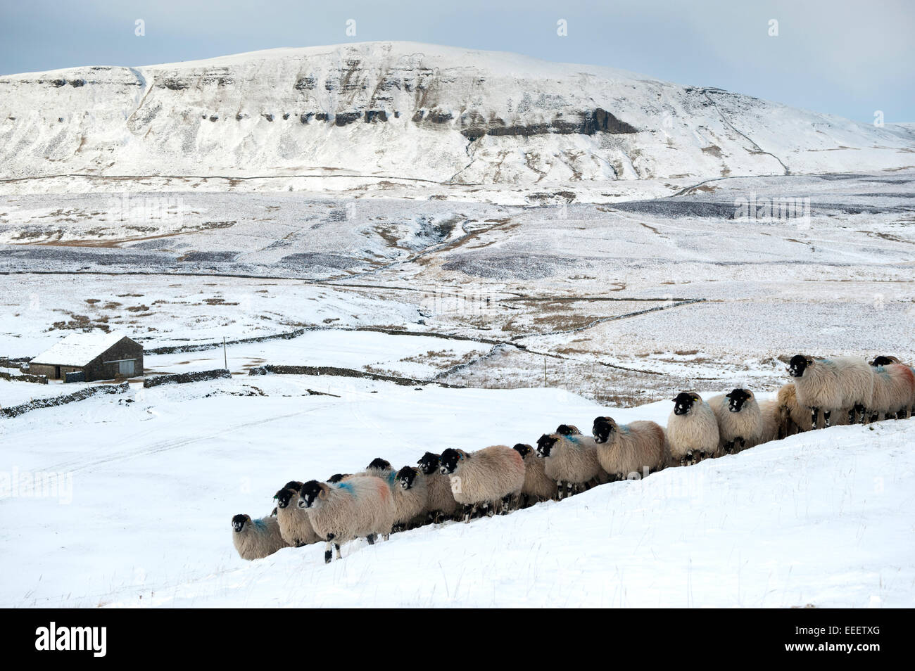 dalesbred sheep winter snow shepherding ewes farm Stock Photo - Alamy